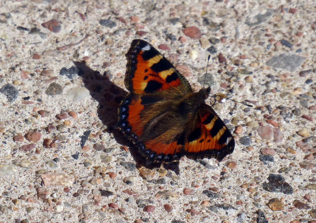 Perhosia liikenteessä ja lähellä - Kurikka - lehti